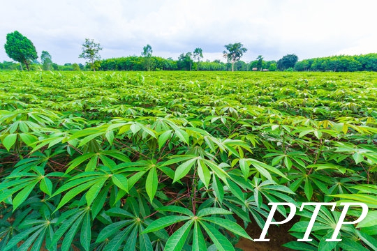Steps to cultivate cassava, some common varieties and why cultivate ...