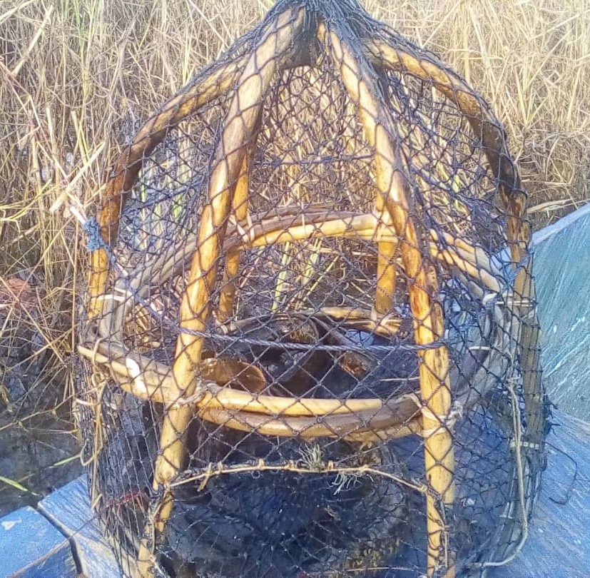 Catfish, How it is Being Caught and The Traps Used. - Elightenknowledge.com