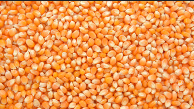 How to store maize grain at home without the use of chemicals ...