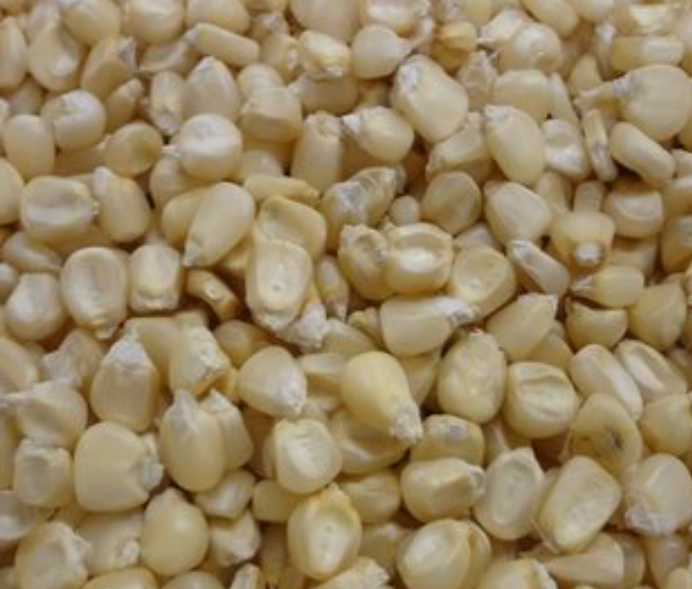 How to store maize grain at home without the use of chemicals ...