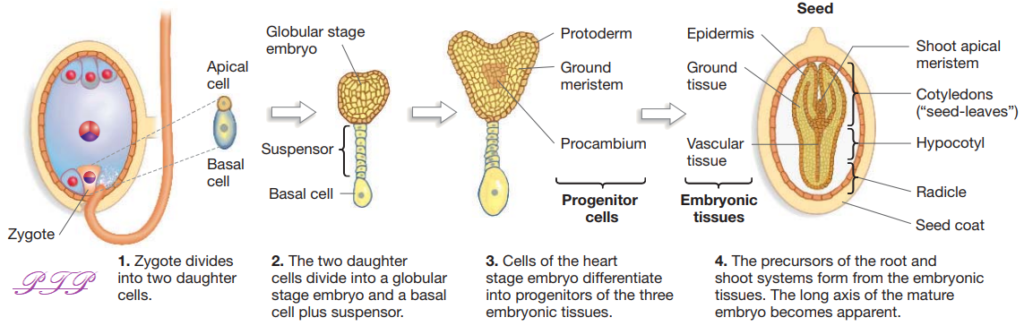 Reproduction in Angiosperms. - Elightenknowledge.com