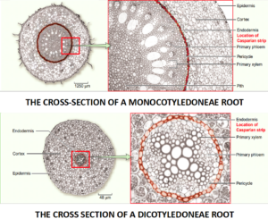 Root structure and modification, elective biology note for SHS ...