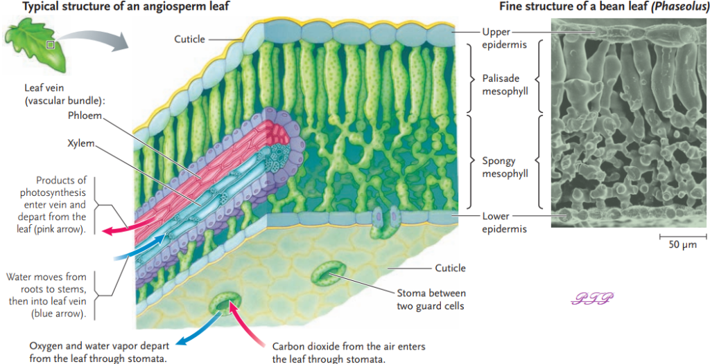 Leaf structure, description, and modifications. - Elightenknowledge.com