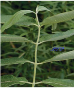 Leaf structure, description, and modifications. - Elightenknowledge.com