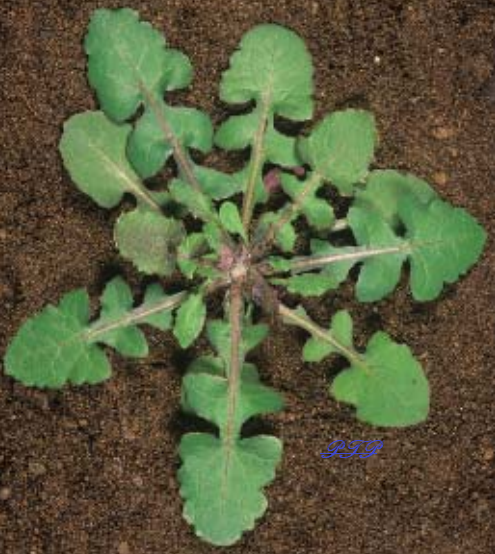 Leaf structure, description, and modifications. - Elightenknowledge.com