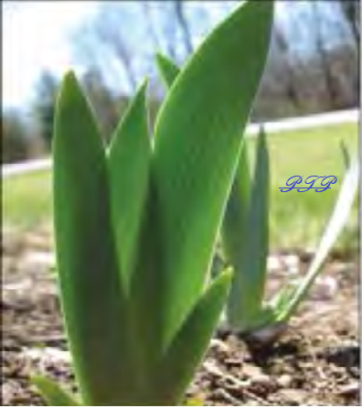 Leaf structure, description, and modifications. - Elightenknowledge.com