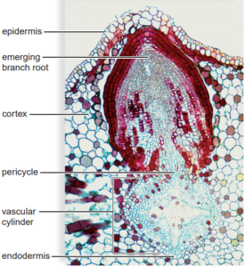 Root structure and modification, elective biology note for SHS ...