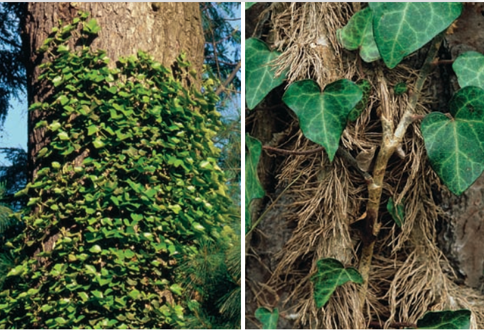 Root structure and modification, elective biology note for SHS ...