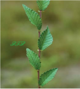 Leaf structure, description, and modifications. - Elightenknowledge.com