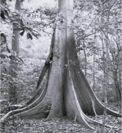 Root structure and modification, elective biology note for SHS ...