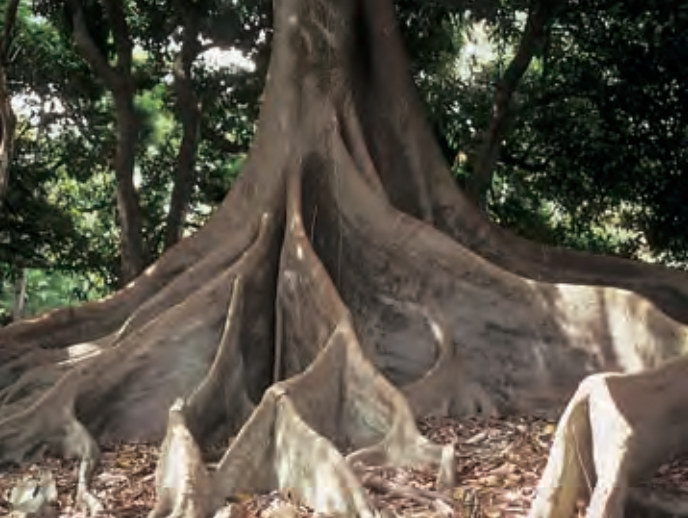 Root structure and modification, elective biology note for SHS ...