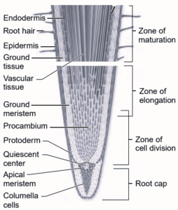 Root structure and modification, elective biology note for SHS ...