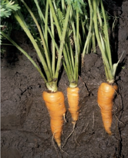 Root structure and modification, elective biology note for SHS ...