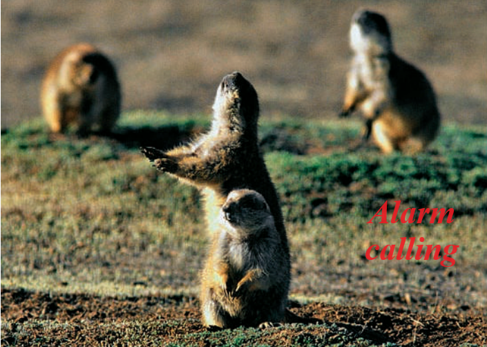 Unique behaviours among wild animals.(1) - Elightenknowledge.com