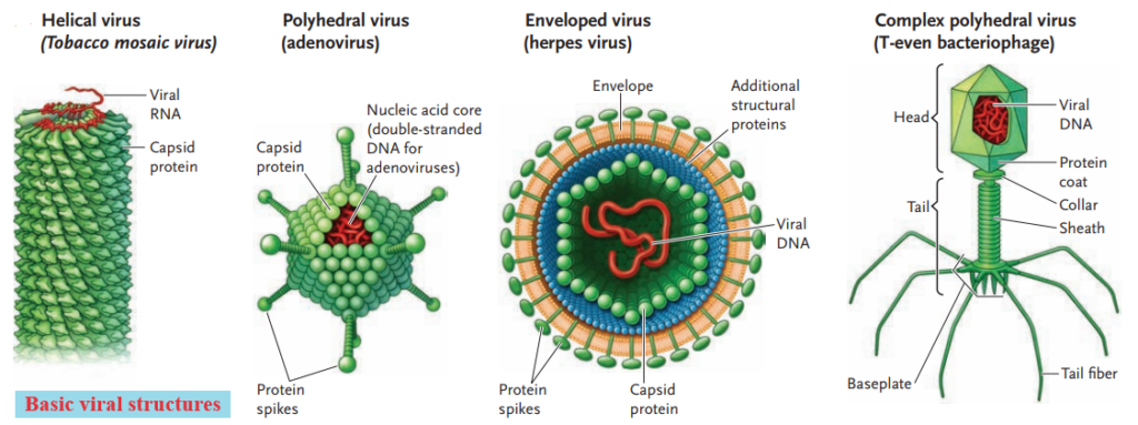 Know more about your enemy; VIRUS - Elightenknowledge.com