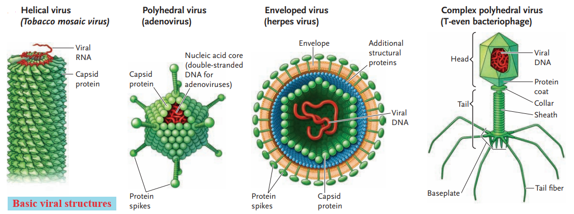 Know more about your enemy; VIRUS - Elightenknowledge.com