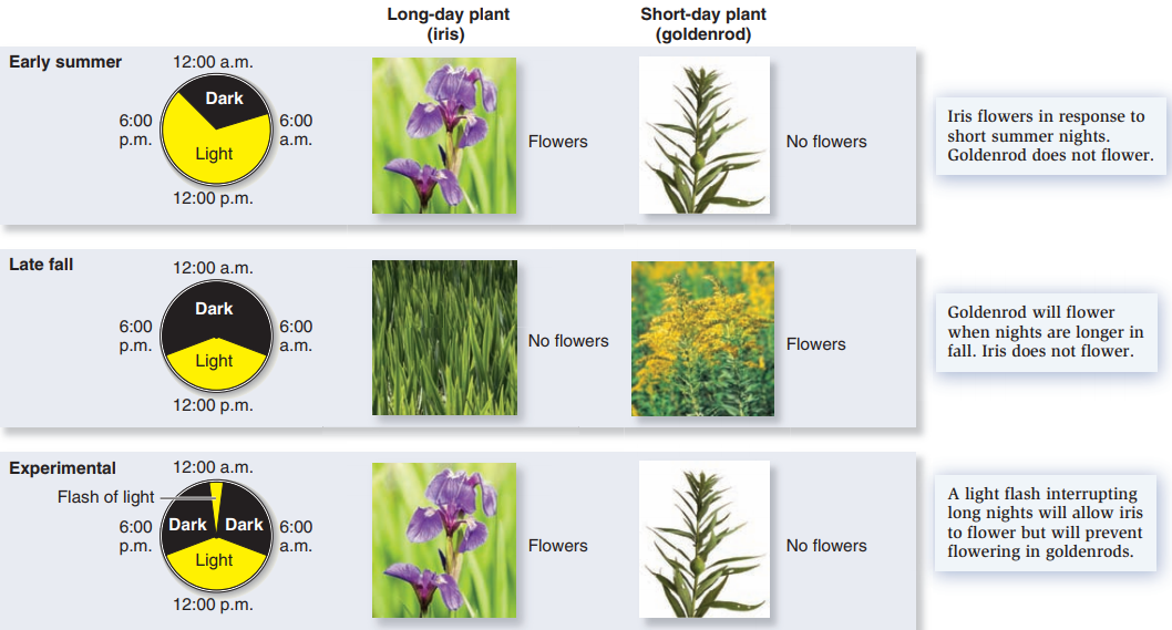 Enlighten Knowledge Note on Plants Movement and Biological clock in ...