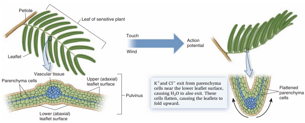 Enlighten Knowledge Note on Plants Movement and Biological clock in ...