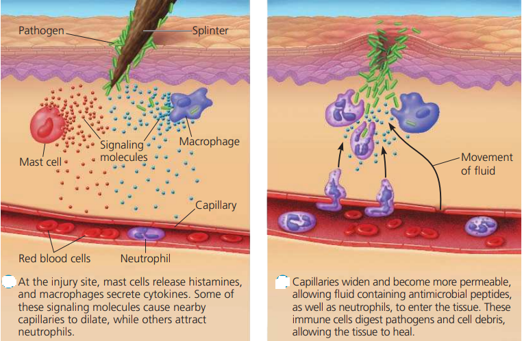 Enlighten Knowledge Note; The Immune System (Innate Immunity ...