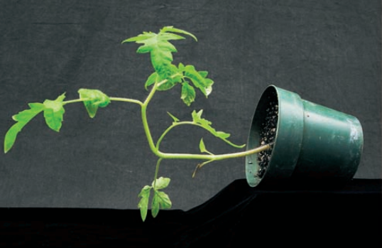 Enlighten Knowledge Note on Plants Movement and Biological clock in Plants. - Elightenknowledge.com