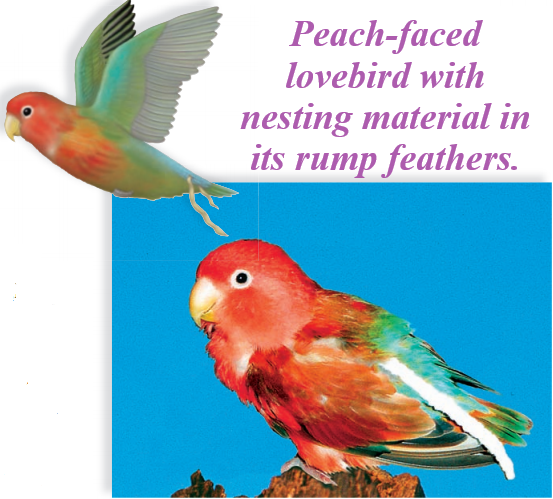 Unique behaviours among wild animals.(1) - Elightenknowledge.com