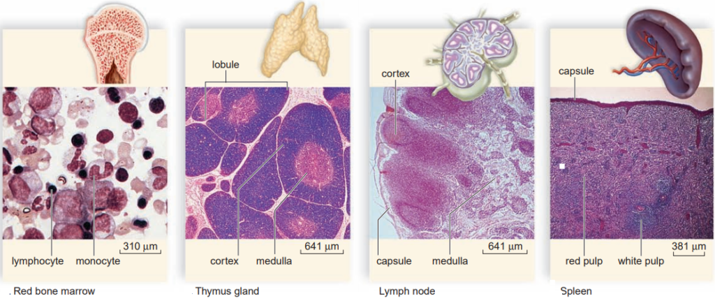 Enlighten Knowledge note; The Lymphatic System. - Elightenknowledge.com