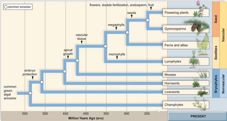 Divisions and Classes of Kingdom Plantae. - Elightenknowledge.com