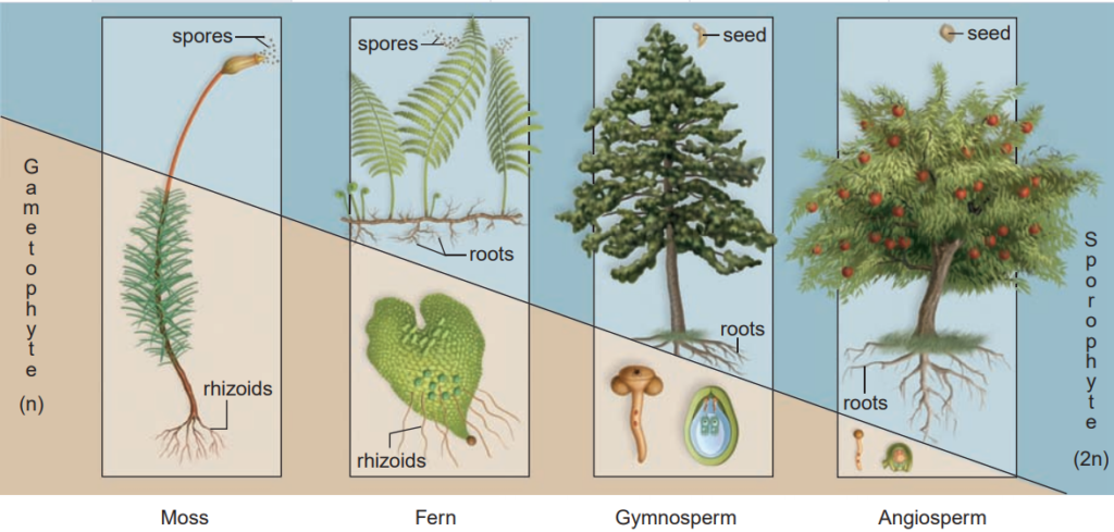 Divisions and Classes of Kingdom Plantae. - Elightenknowledge.com