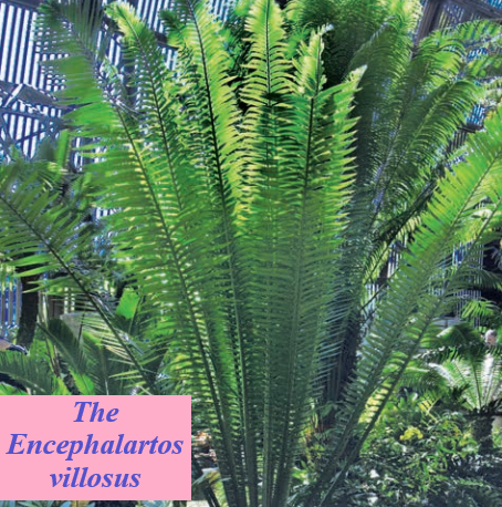 Divisions and Classes of Kingdom Plantae. - Elightenknowledge.com