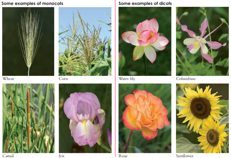 Divisions and Classes of Kingdom Plantae. - Elightenknowledge.com