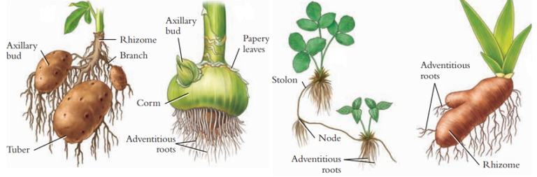 Vegetative Propagation (Reproduction) of Plants. - Elightenknowledge.com