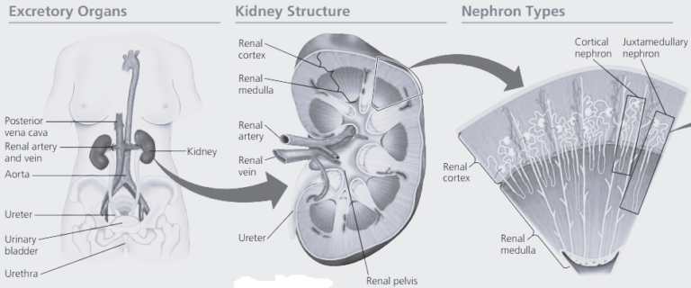 Exploring the structure and functions of the mammalian kidney ...
