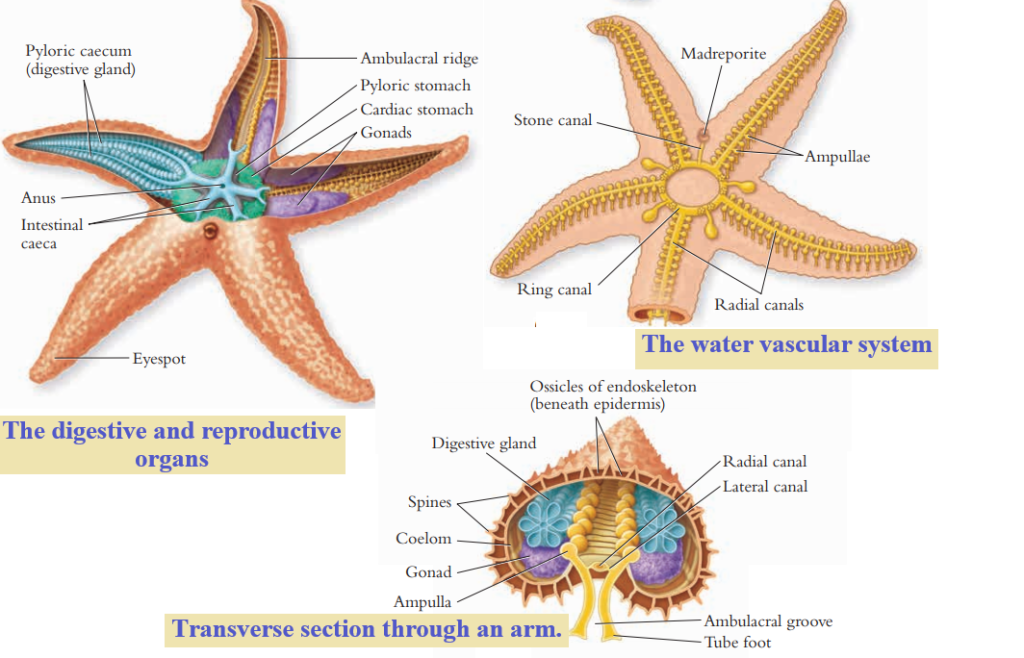 Enlighten Biology Note on Phylum Echinodermata and its Class of ...