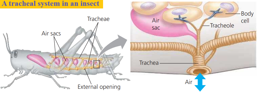 Exploring the Ventilation and Gas Exchange Concept in Insects ...