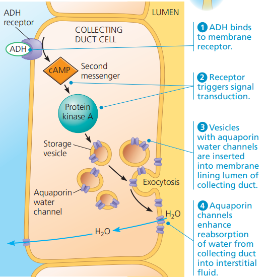 Exploring the structure and functions of the mammalian kidney ...