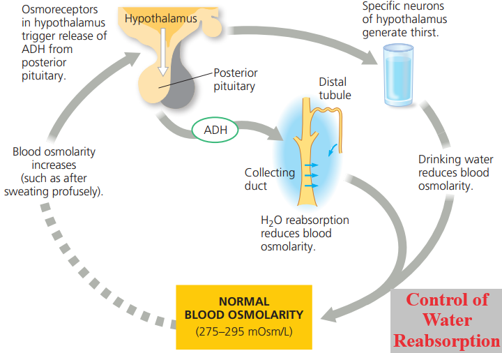 Exploring the structure and functions of the mammalian kidney ...