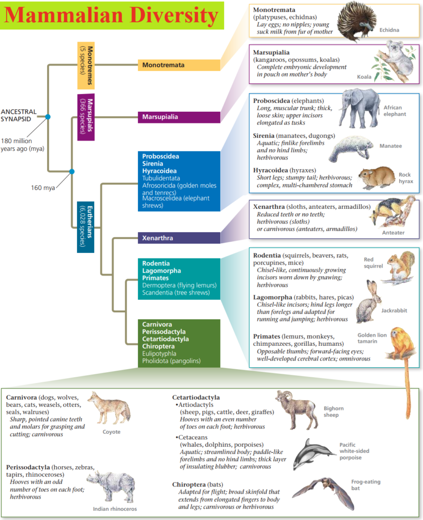 Enlighten Biology note on the Diversity of Mammals - Elightenknowledge.com