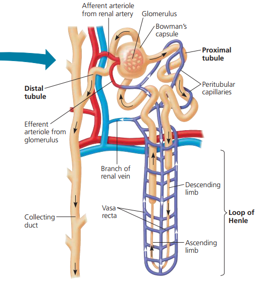 Exploring the structure and functions of the mammalian kidney ...