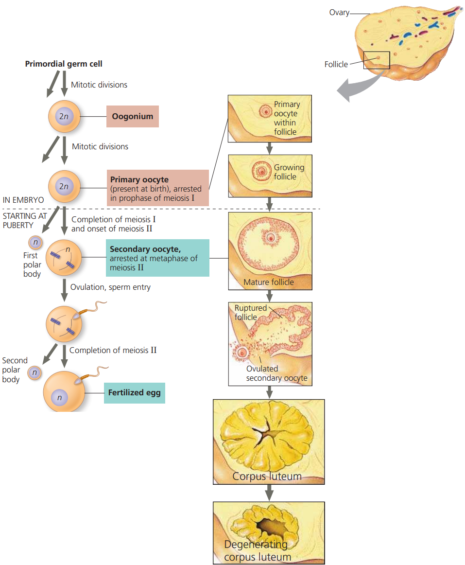 Exploring Human Gametogenesis; Production Gametes (Sperm cell and Eggs ...