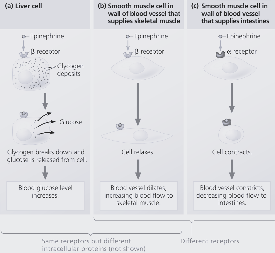 The Adrenal Gland and Stress Responses - Elightenknowledge.com