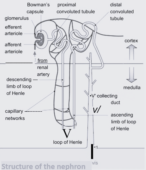 Exploring the structure and functions of the mammalian kidney ...
