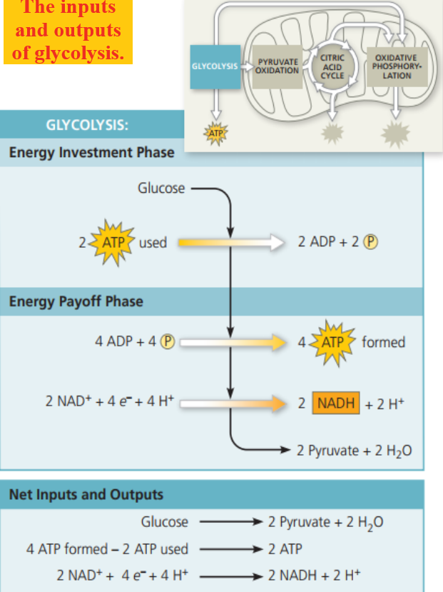 What happen to the food we eat after digestion to give us energy ...
