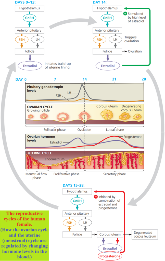 Understanding the Hormonal Control of the Male and Female Reproductive ...