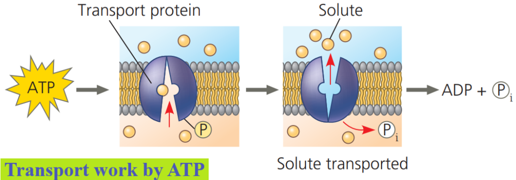 How ATP Provides the Energy that Perform Work. - Elightenknowledge.com