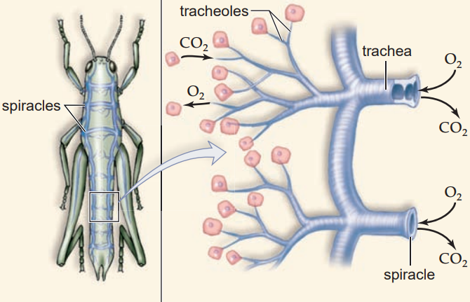 Exploring the Ventilation and Gas Exchange Concept in Insects ...