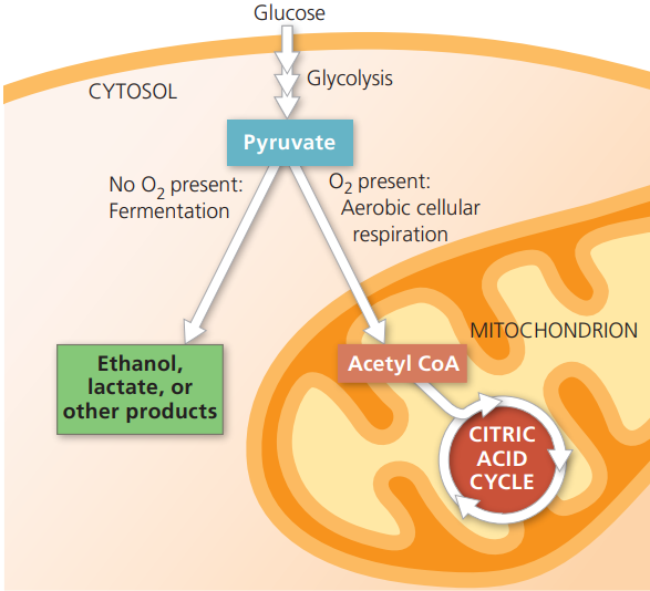 What happen to the food we eat after digestion to give us energy ...
