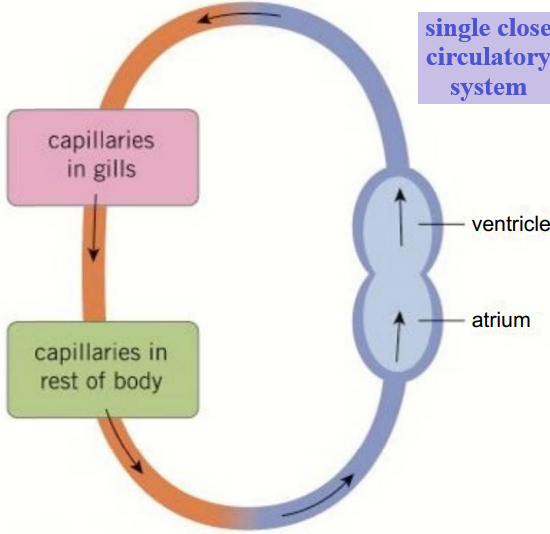 How does the mammalian cardiovascular system meet the body’s continuous ...