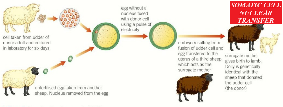 Understanding Cloning in Animals - Elightenknowledge.com