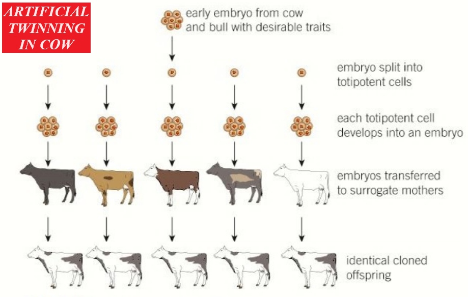 Understanding Cloning in Animals - Elightenknowledge.com