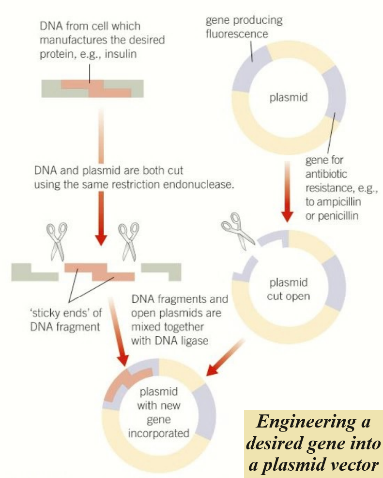 Genetic Engineering, Gene Technology and Ethics - Elightenknowledge.com